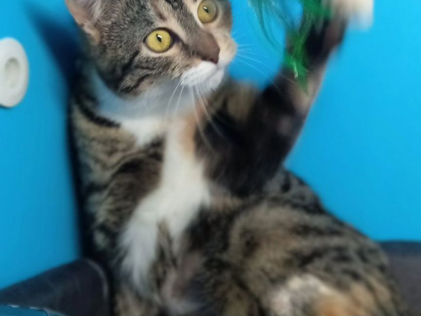 Кошка Антошка в добрые руки