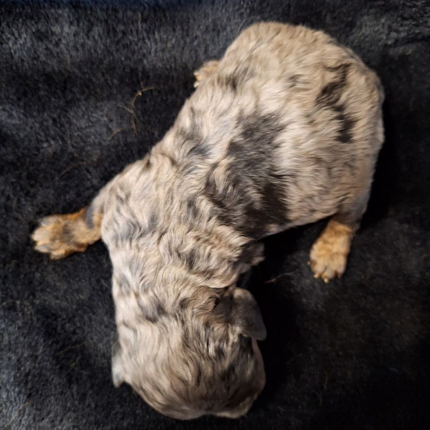 Мальчик пуделя черный мерль