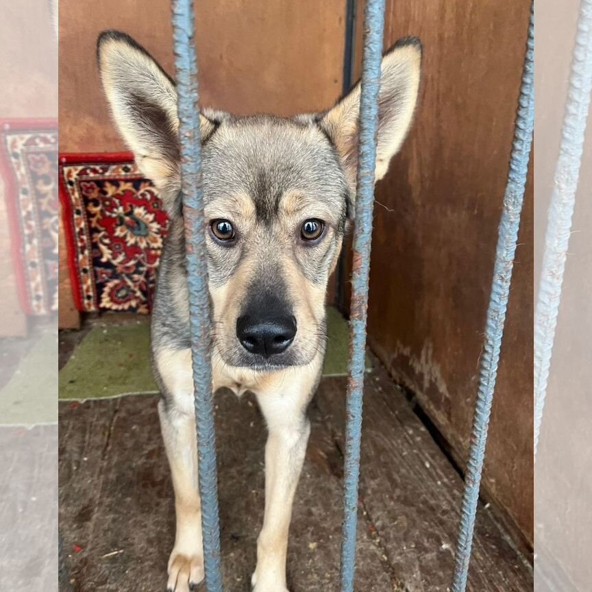 Взрослая собака в добрые руки