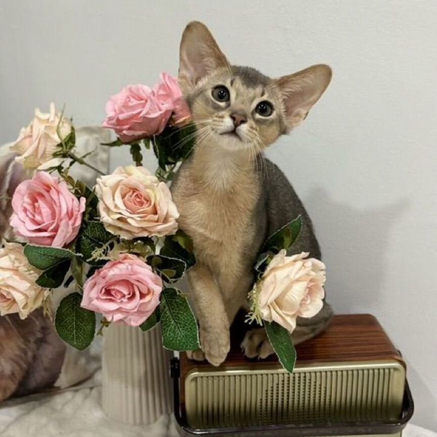 Абиссинские котята