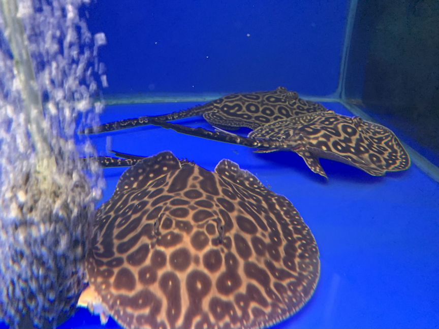 Скат жемчужный