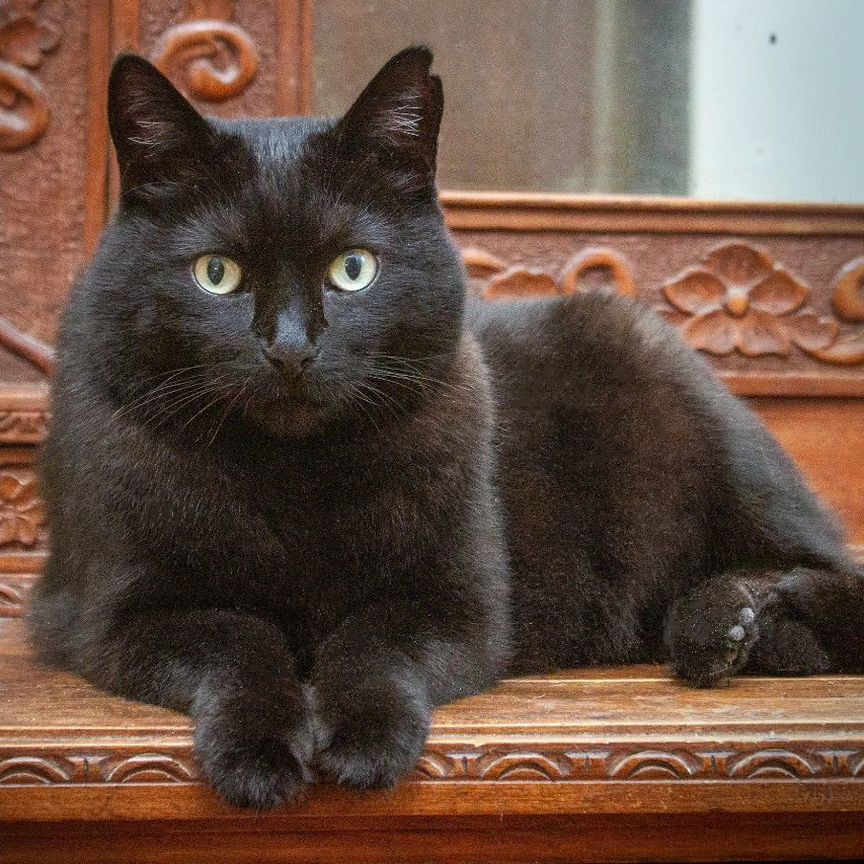 Пантера ищет дом