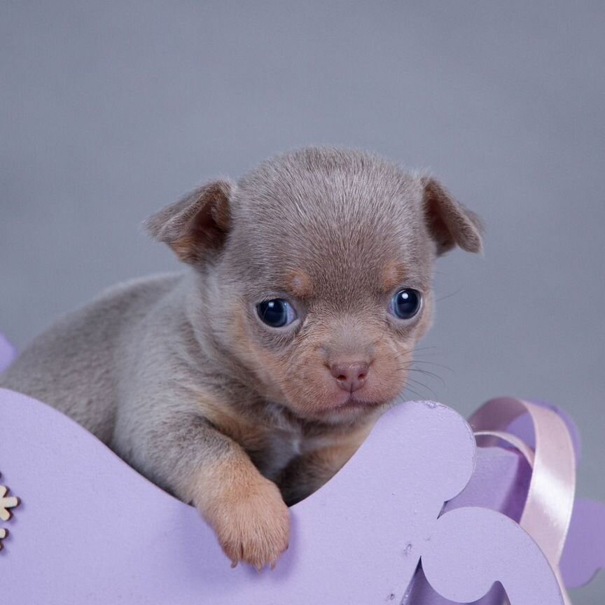 Чихуахуа девочка красавица