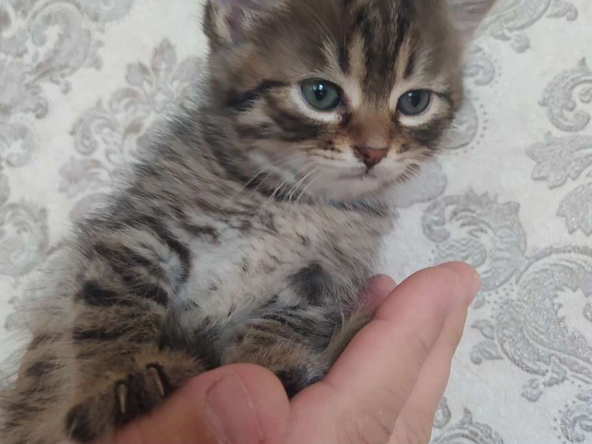 Котёнок Мия