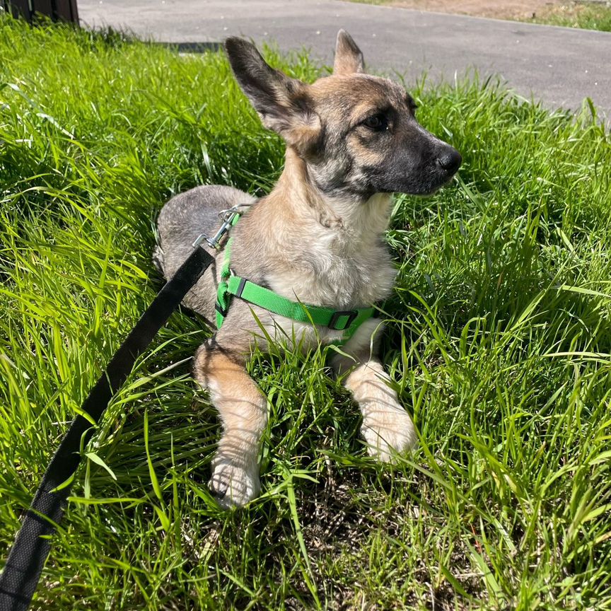 Щенок в добрые руки