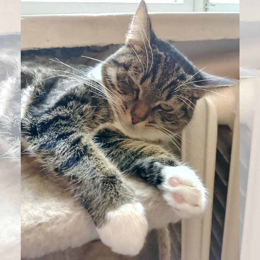 Взрослая кошка в добрые руки