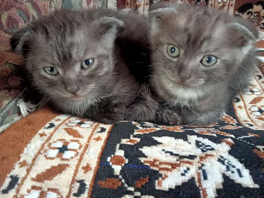 Котофей