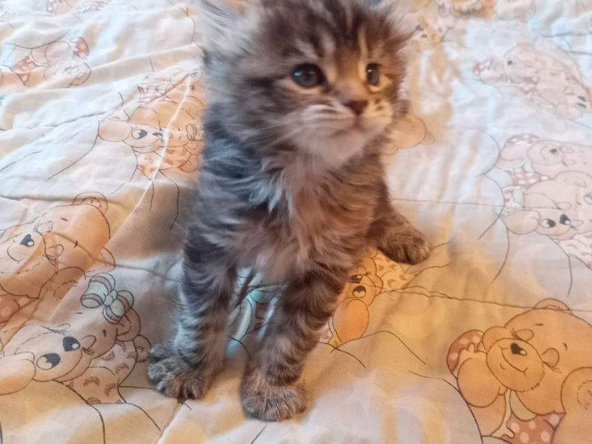 Котята мейн-кун