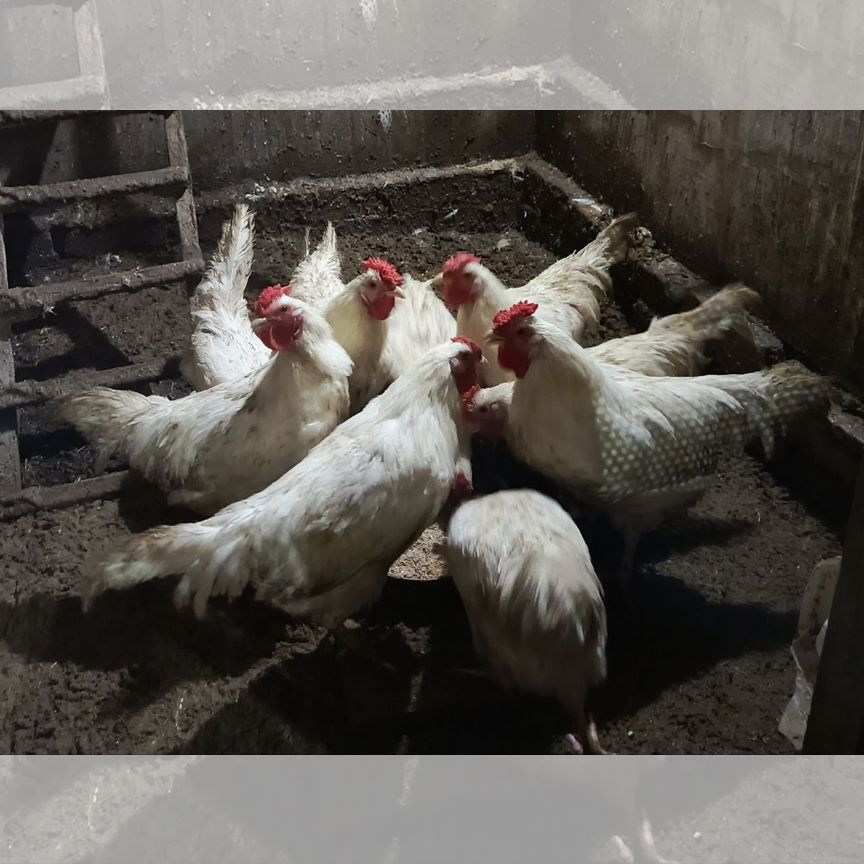 Пушкинский петух