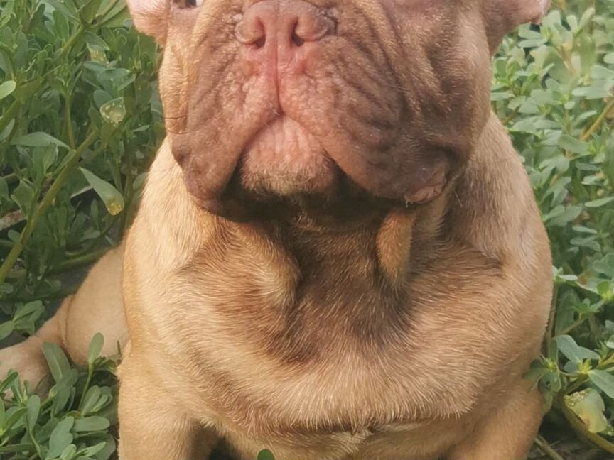 Французик сладкий пупс bsbs