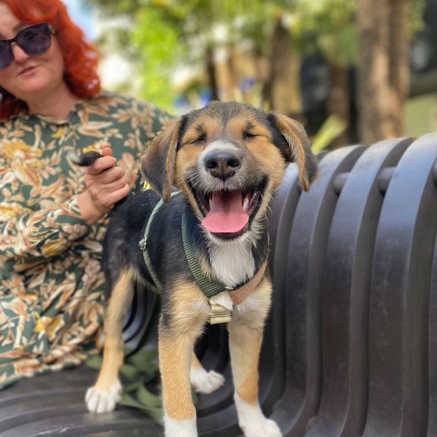 Очаровательный щенок в добрые руки