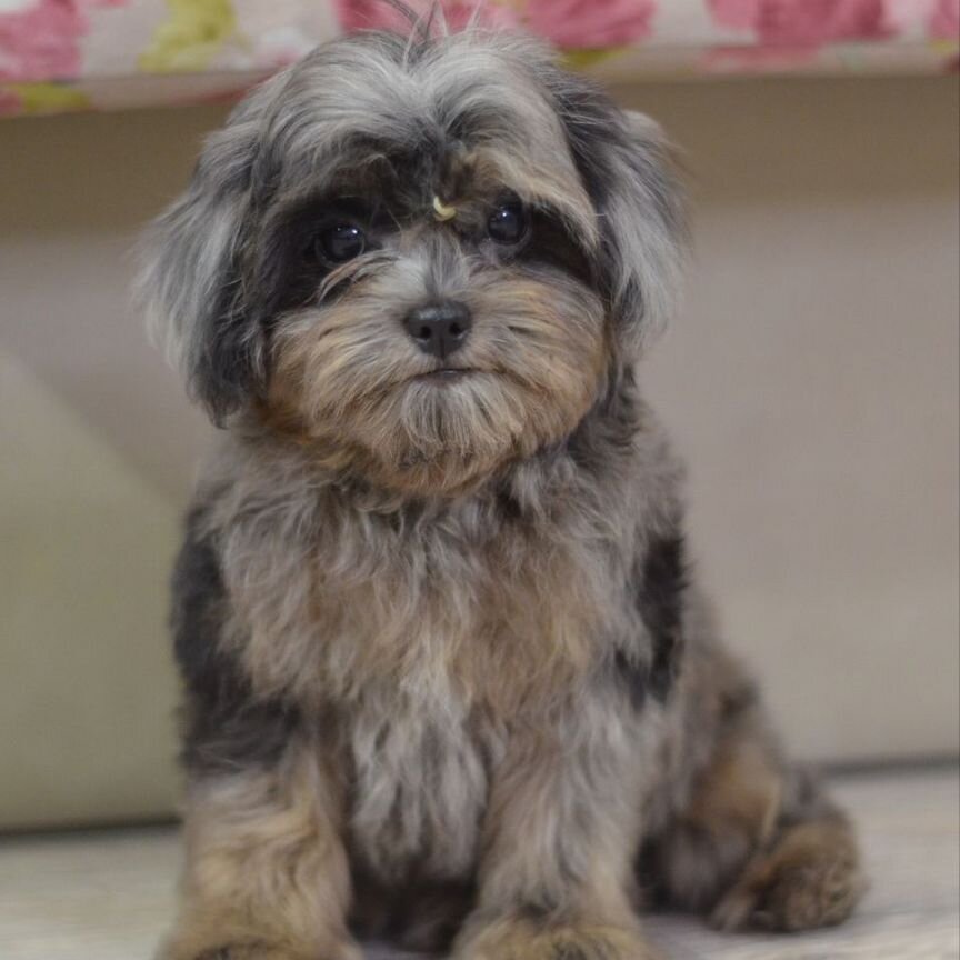 Йоркопушечка