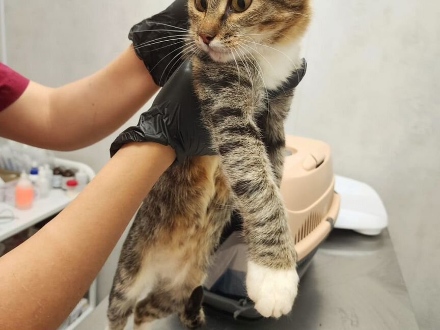 Кошка Жанна ищет хороший дом