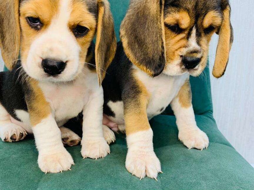 Бигли высокопородные