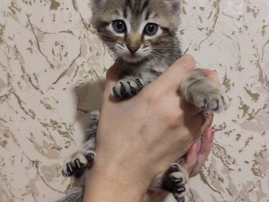 Кошка