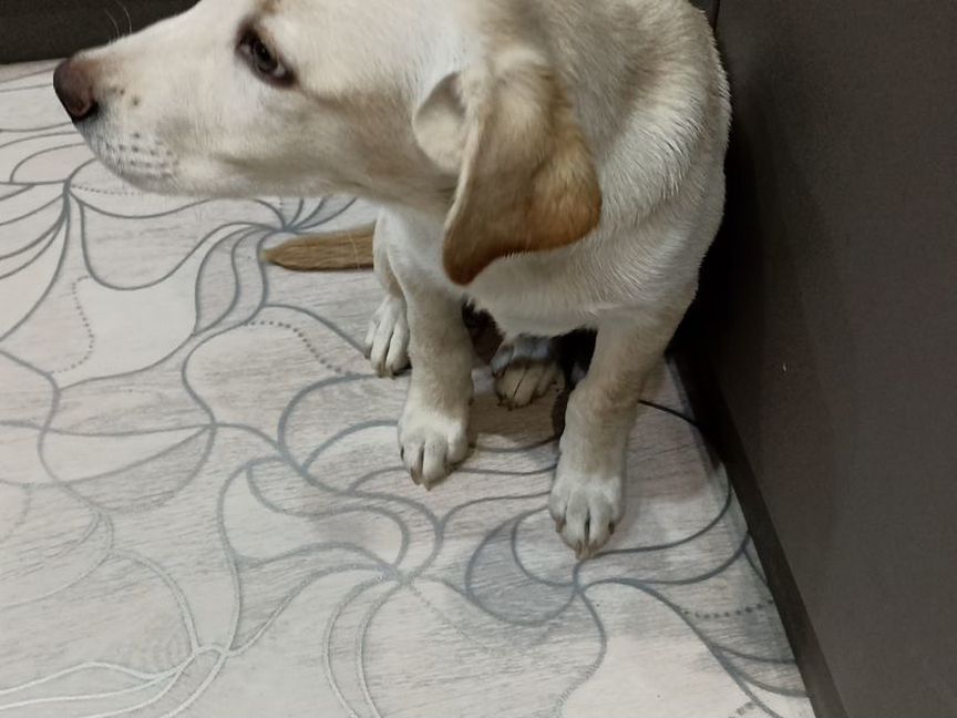 Продам собаку лабрадора