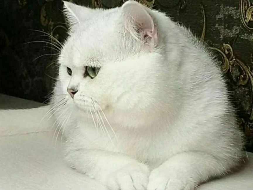 Шикарный кот вязка