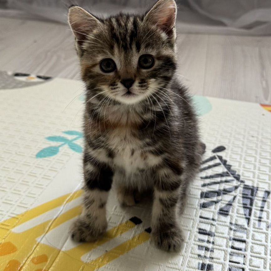 Кошка