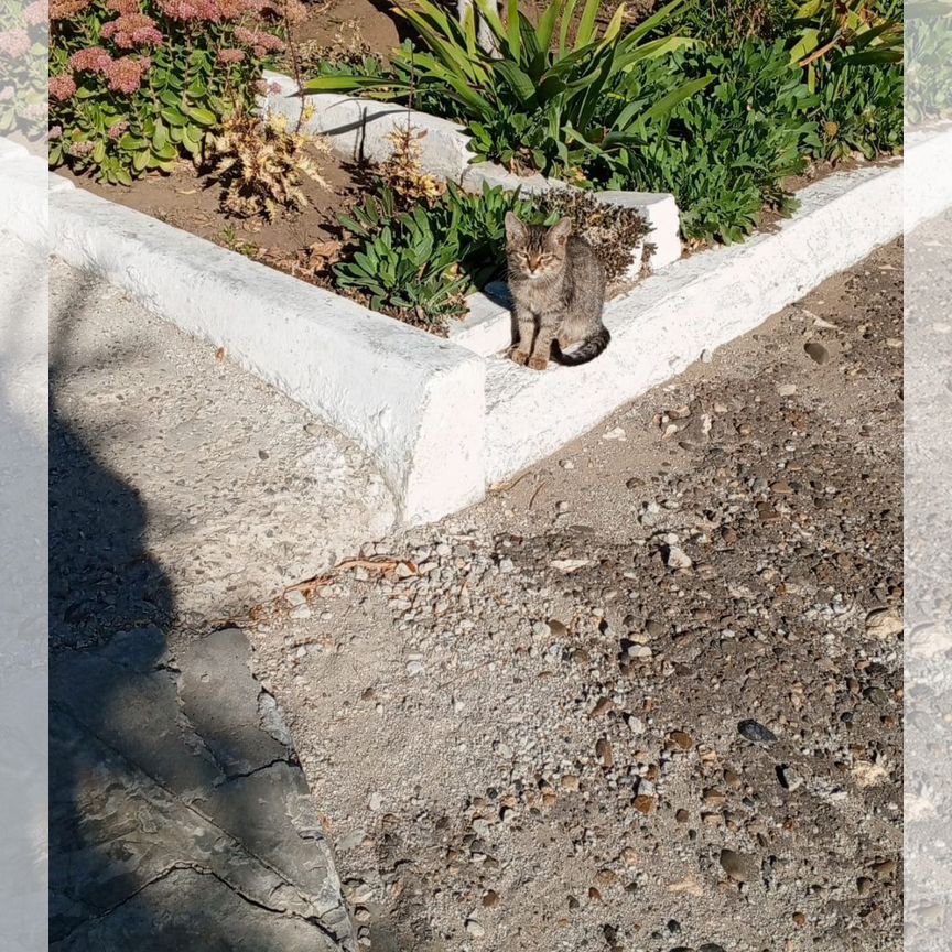 Котята погибают на улице