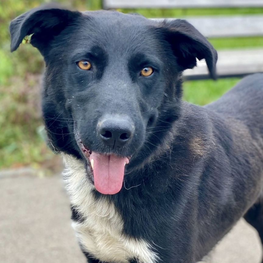 Взрослый пёс в добрые руки