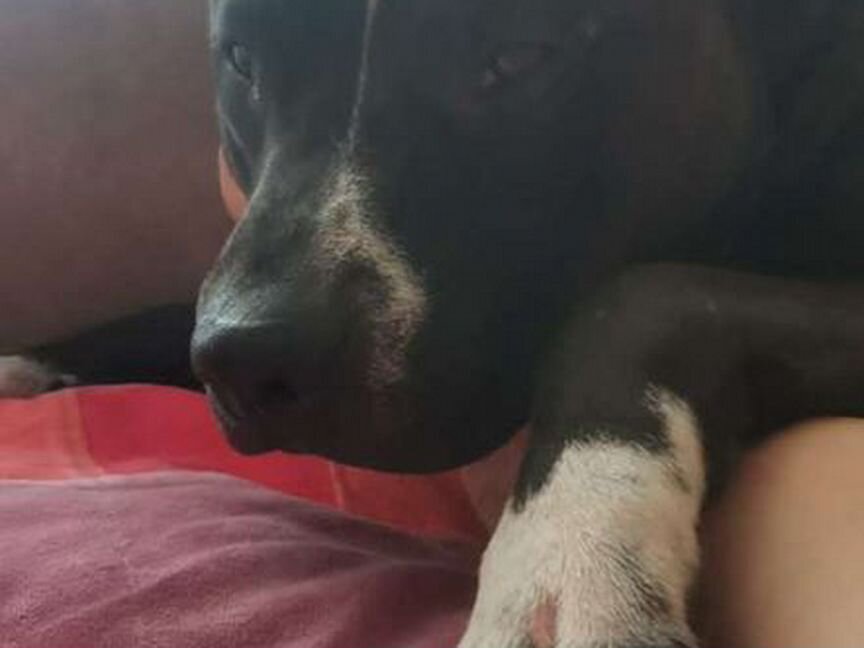 Амстафф вязка