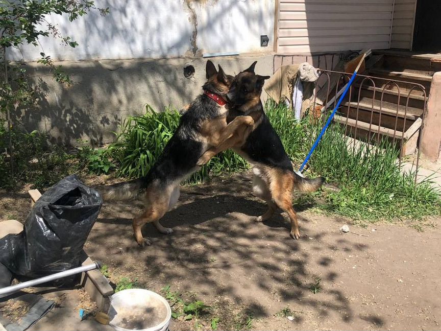 Щенки немецкой овчарки