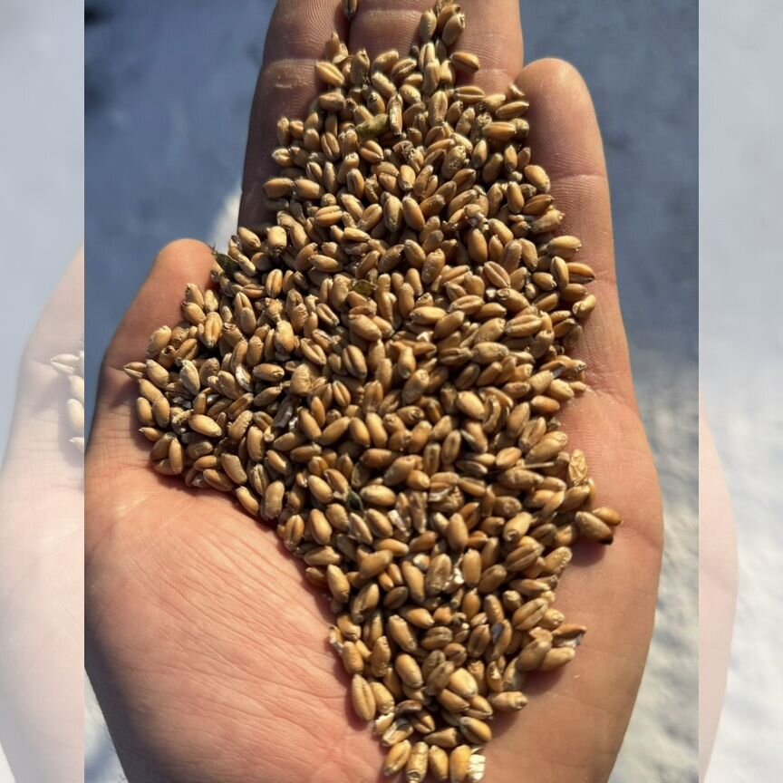 Зерно пшеница в мешках