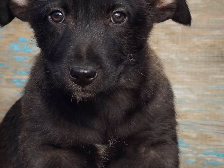 Щенок от не крупной собачки