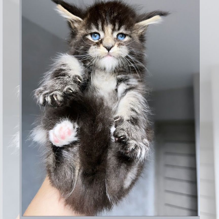 Котенок мейнкун с доминантными голубыми глазами