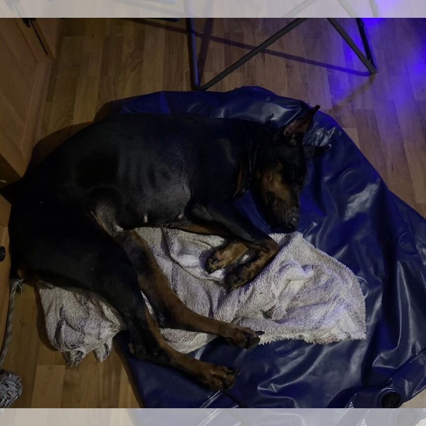 Доберман, взрослая собака