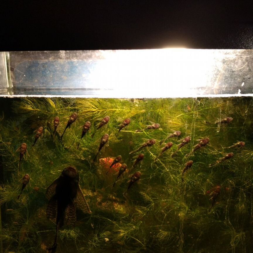 Аквариумное растение