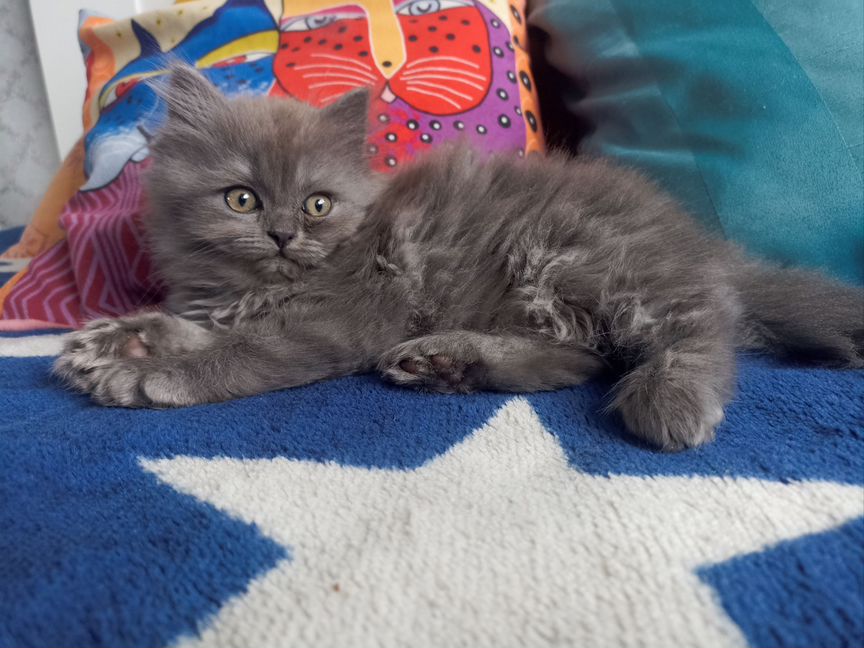 Котенок 2 мес британец хайленд