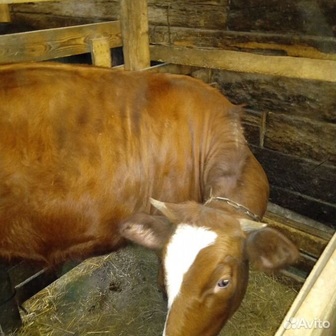 Телка на мясо