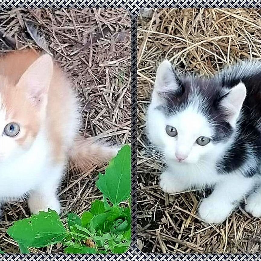 Котята в добрые руки