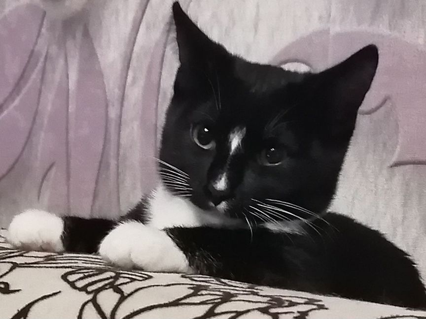 Котик