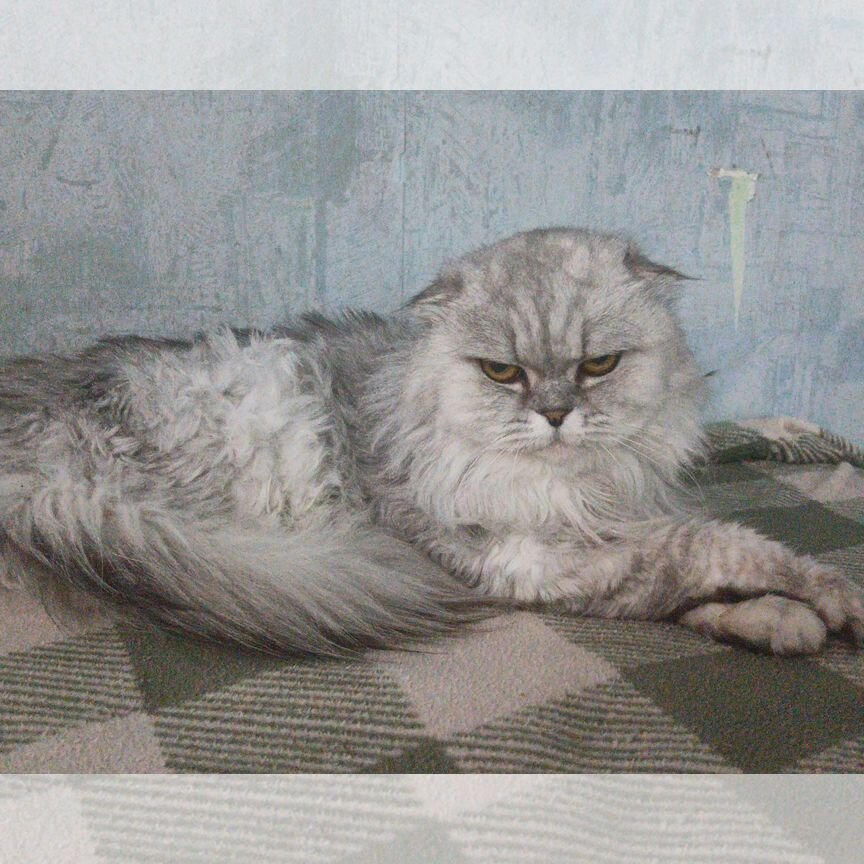 Шотландская вислоухая длинношёрстная, взрослая кошка