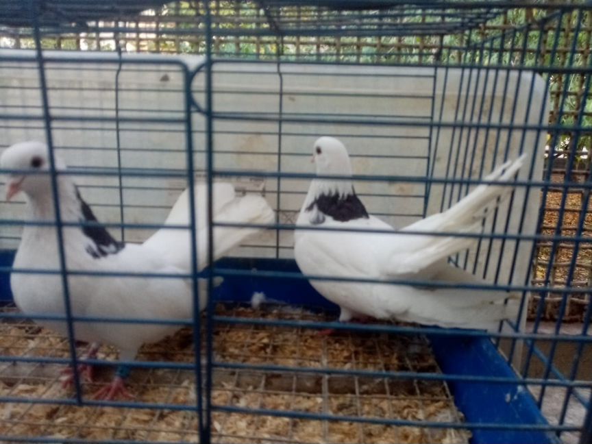 Продажа голубей