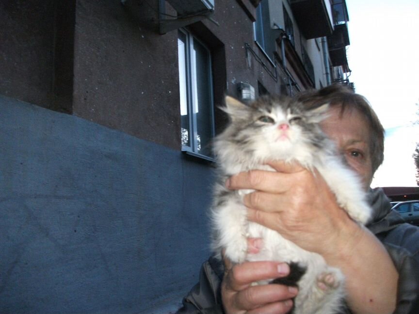 Отдам котенка в ответственные руки