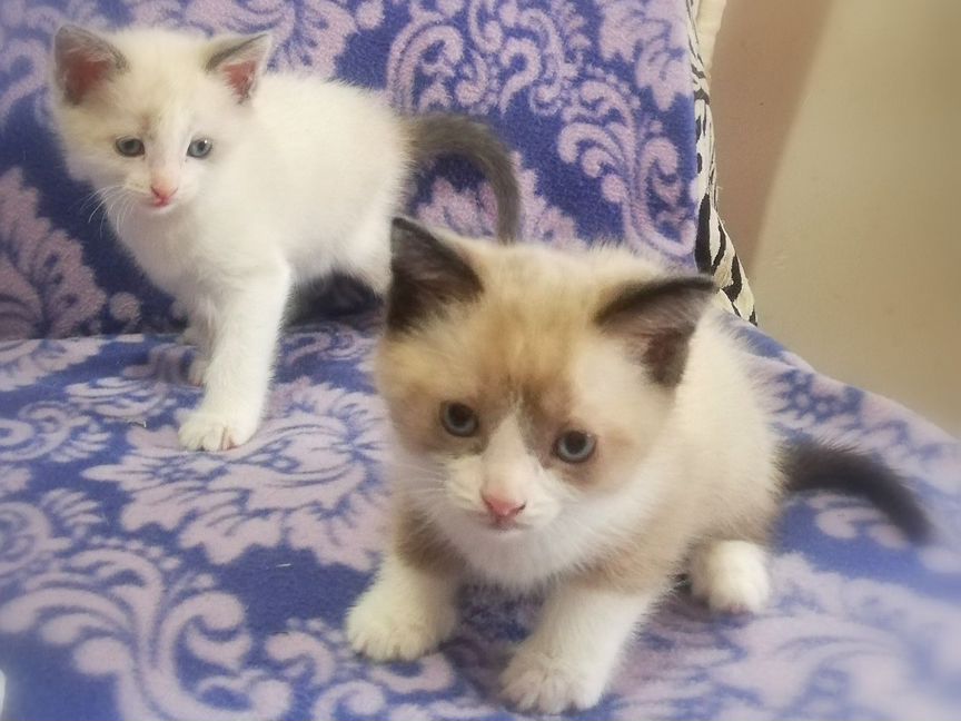 Котята от тайского котика