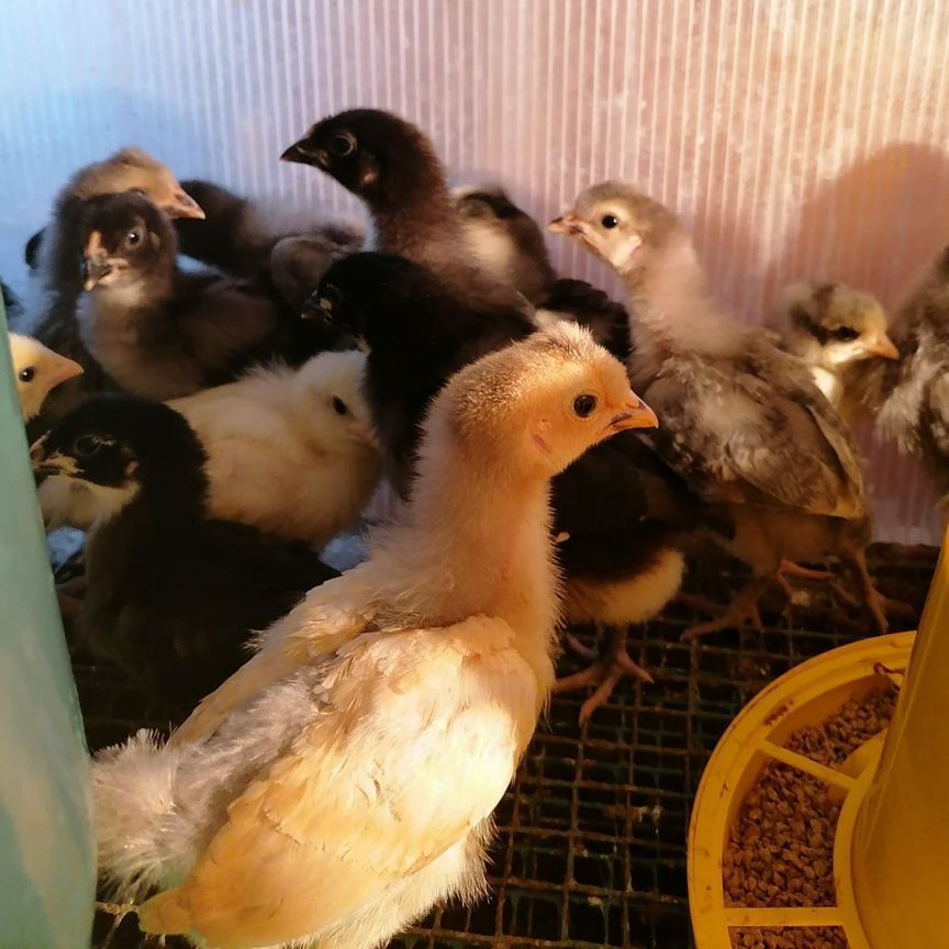 Цыплята микс подрощенные