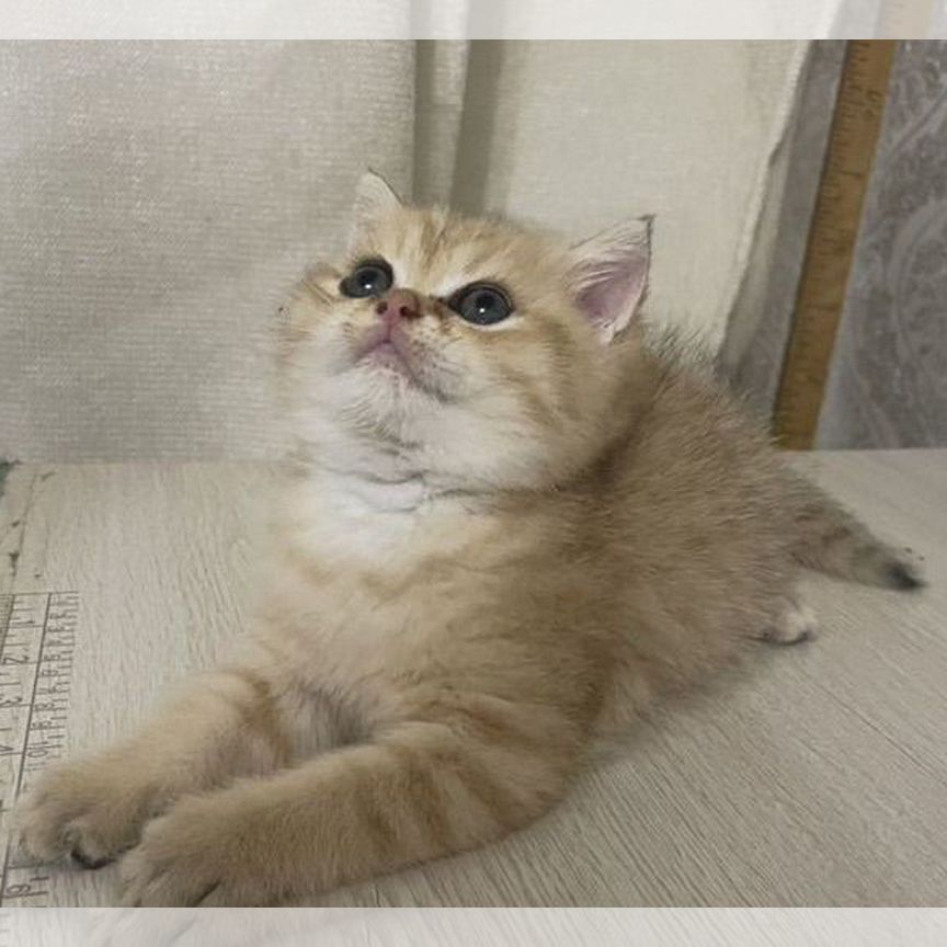 Котенок мальчик золотая шиншилла