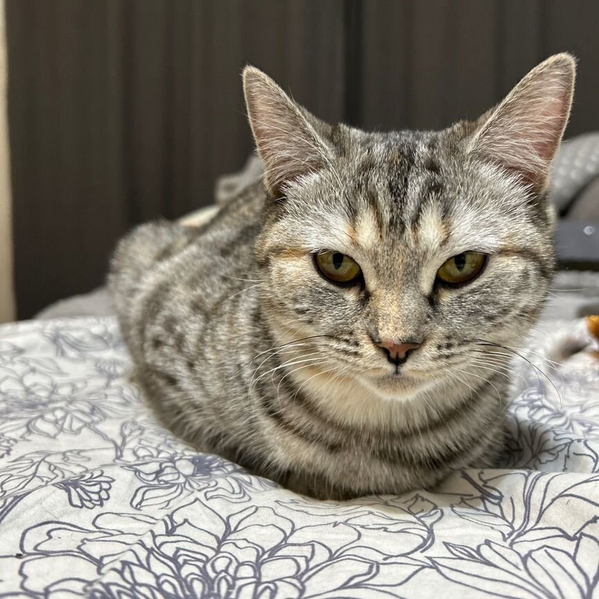 Кошки в добрые руки породистые