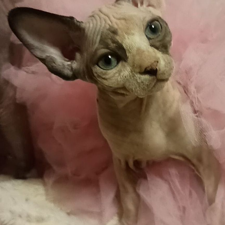 Канадский сфинкс котёнок