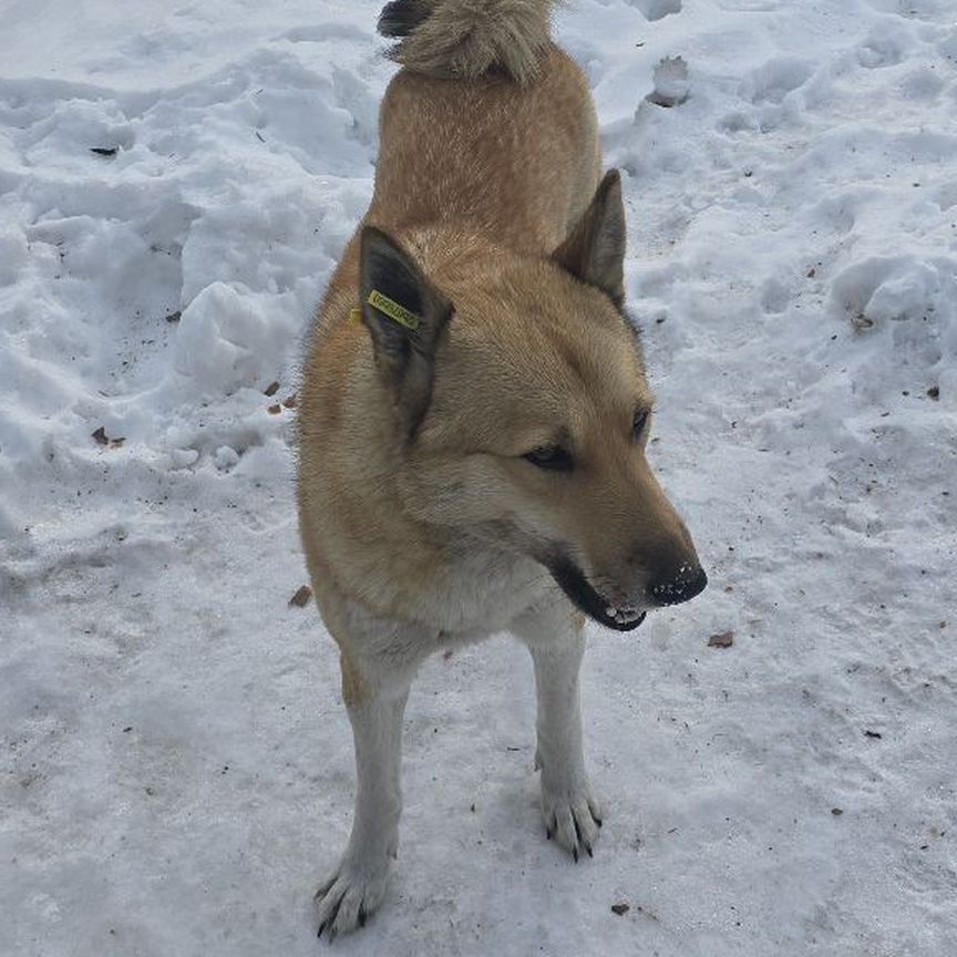Собака