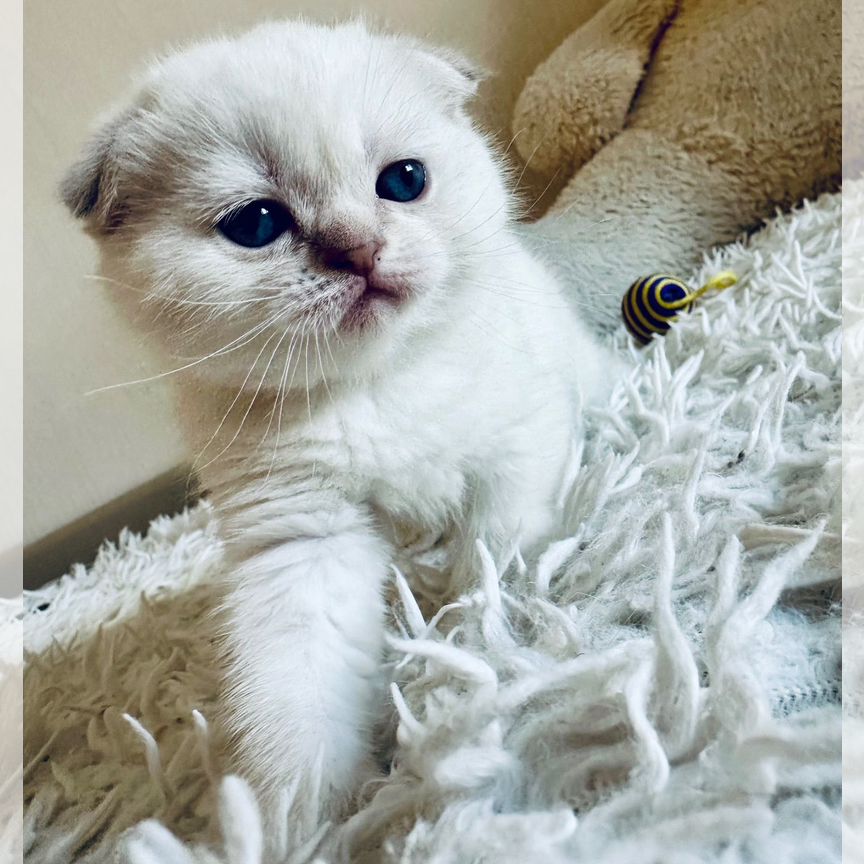Шотландский вислоухий короткошёрстный котёнок