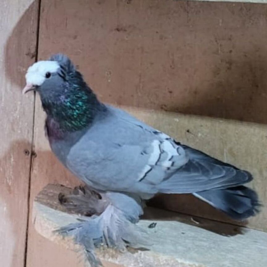 Саксонский священник