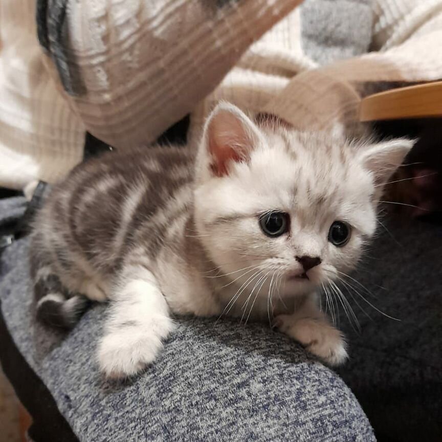 Шотландские котята мраморные