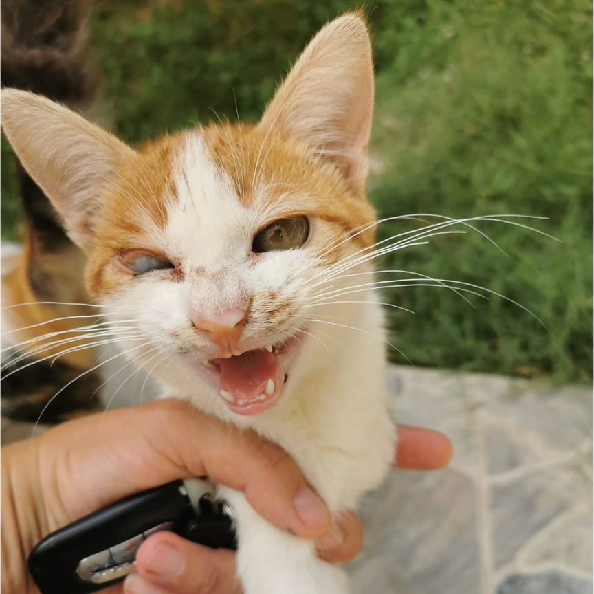 Котята в добрые руки бесплатно