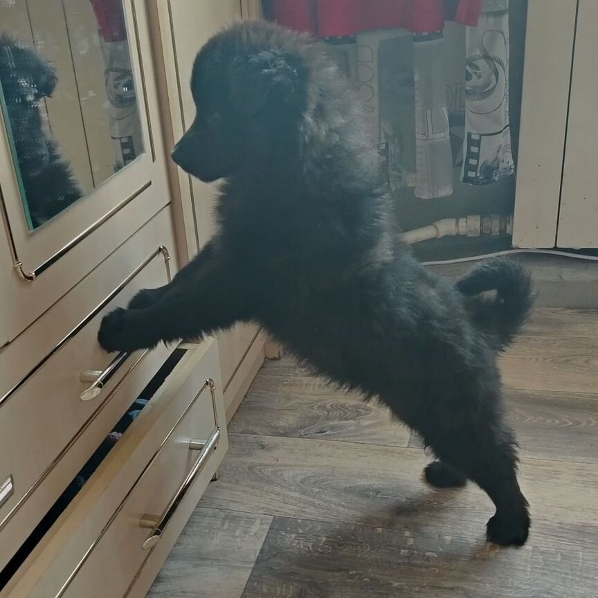 Щенок в добрые руки