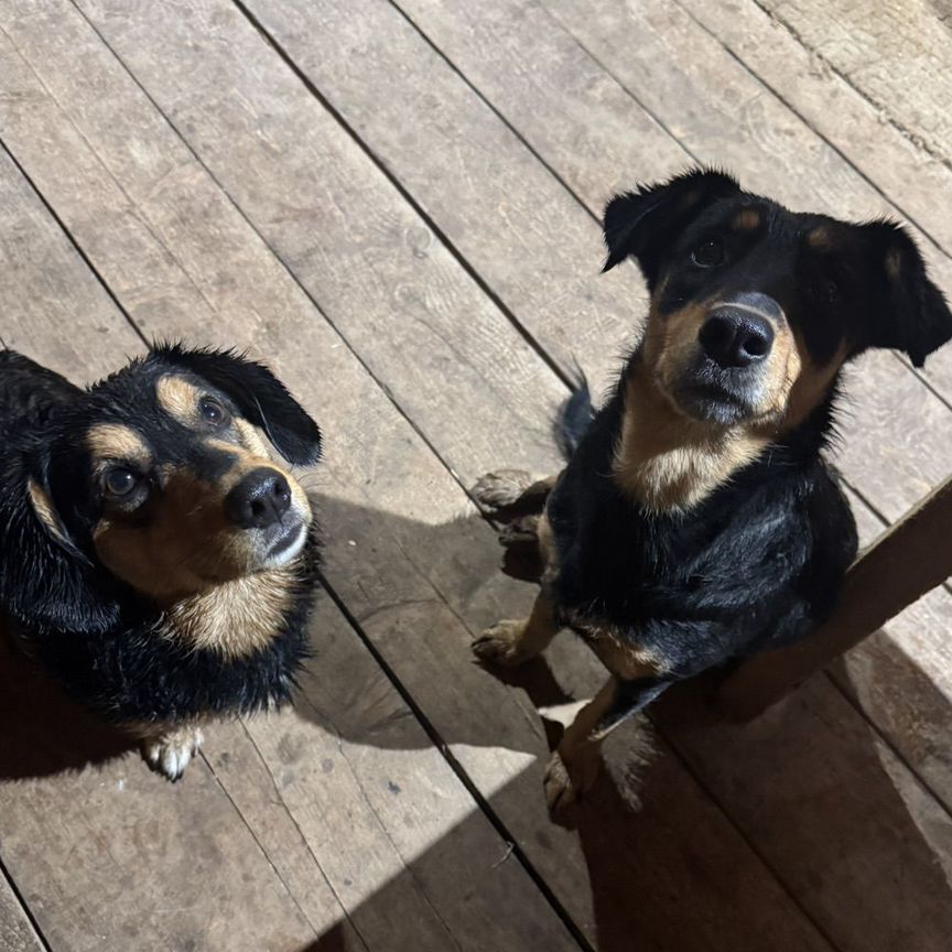 Щенок в добрые руки